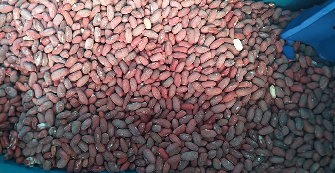 Frozen red kidney beans - BYFROST Sp. z o.o.